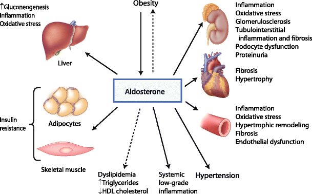 The Role of Aldosterone in the Metabolic Syndrome | SpringerLink