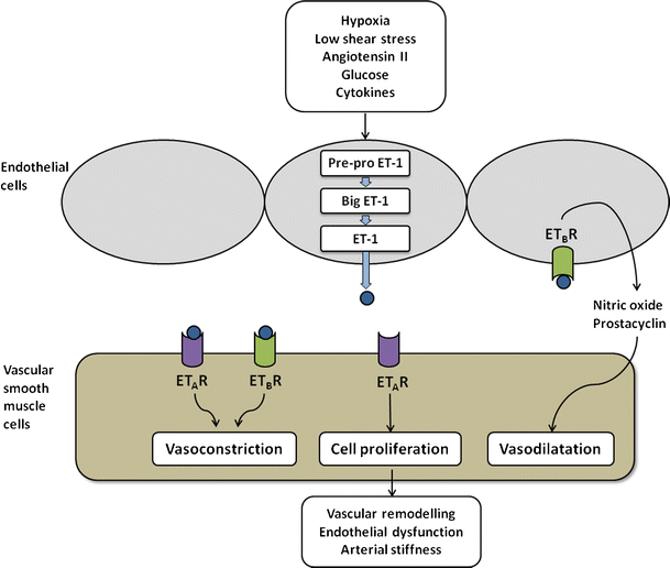 Endothelin Antagonism and Its Role in the Treatment of Hypertension ...