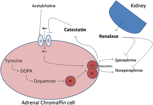 Recent Insights on Circulating Catecholamines in Hypertension ...