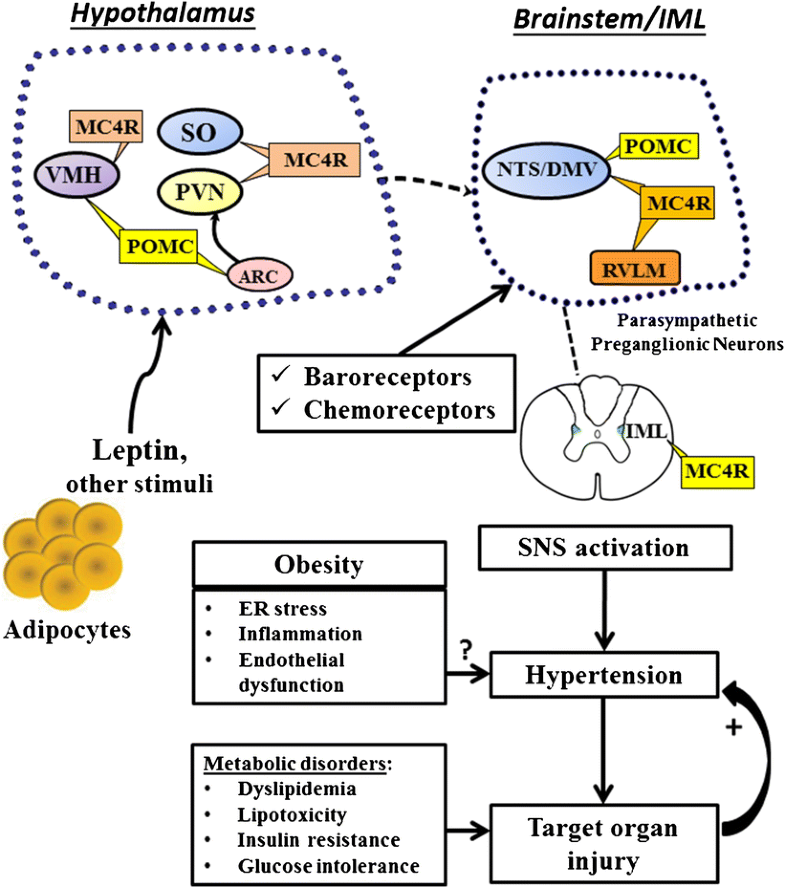 Obesity-Induced Hypertension: Brain Signaling Pathways | SpringerLink