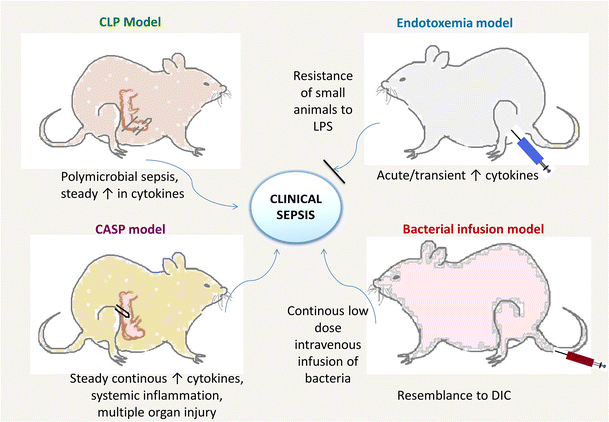Differential Paradigms in Animal Models of Sepsis | SpringerLink