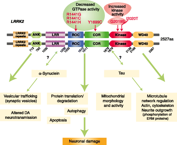 Mechanisms of LRRK2-Mediated Neurodegeneration | SpringerLink