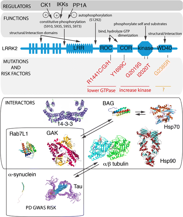 LRRK2 Pathways Leading to Neurodegeneration | SpringerLink