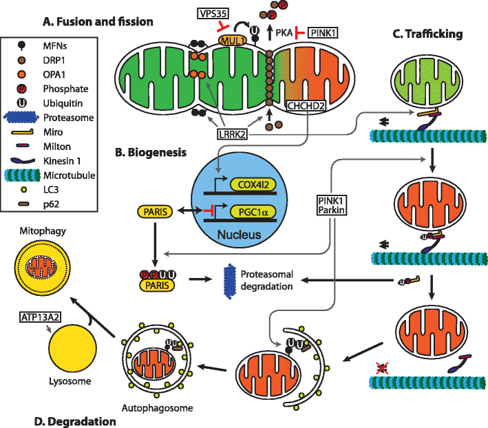 Mitochondrial Dysfunction in Parkinson’s Disease: New Mechanistic ...