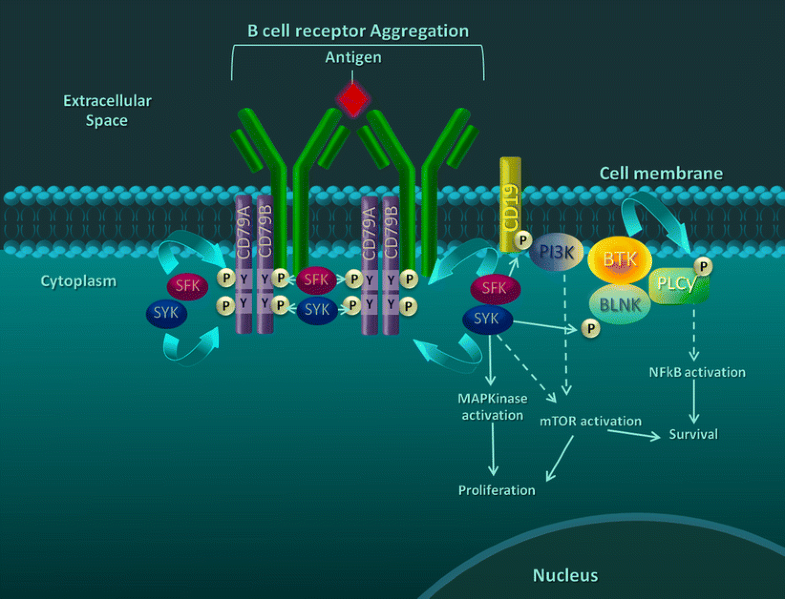 B-Cell Receptor Pathobiology and Targeting in NHL | SpringerLink