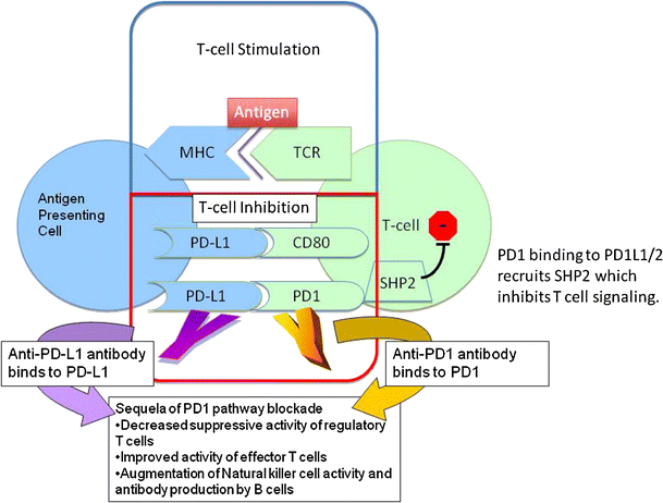 Programmed Death 1 Pathway inhibition in Metastatic Renal Cell Cancer ...