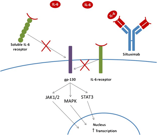 Clinical Development of Siltuximab | SpringerLink