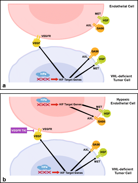 Cabozantinib: an Active Novel Multikinase Inhibitor in Renal Cell ...