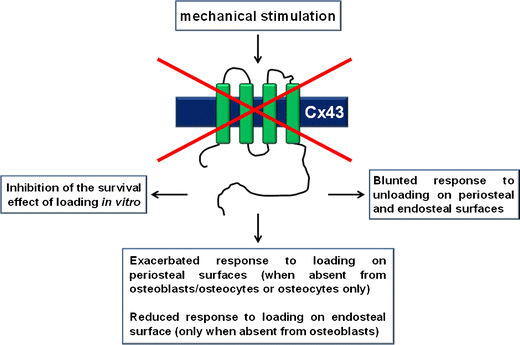 Cx43 and Mechanotransduction in Bone | SpringerLink