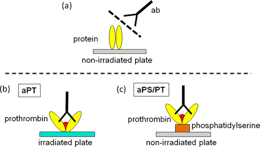 New Tests to Detect Antiphospholipid Antibodies: Antiprothrombin (aPT ...