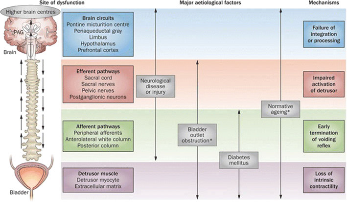 Underactive Bladder | SpringerLink