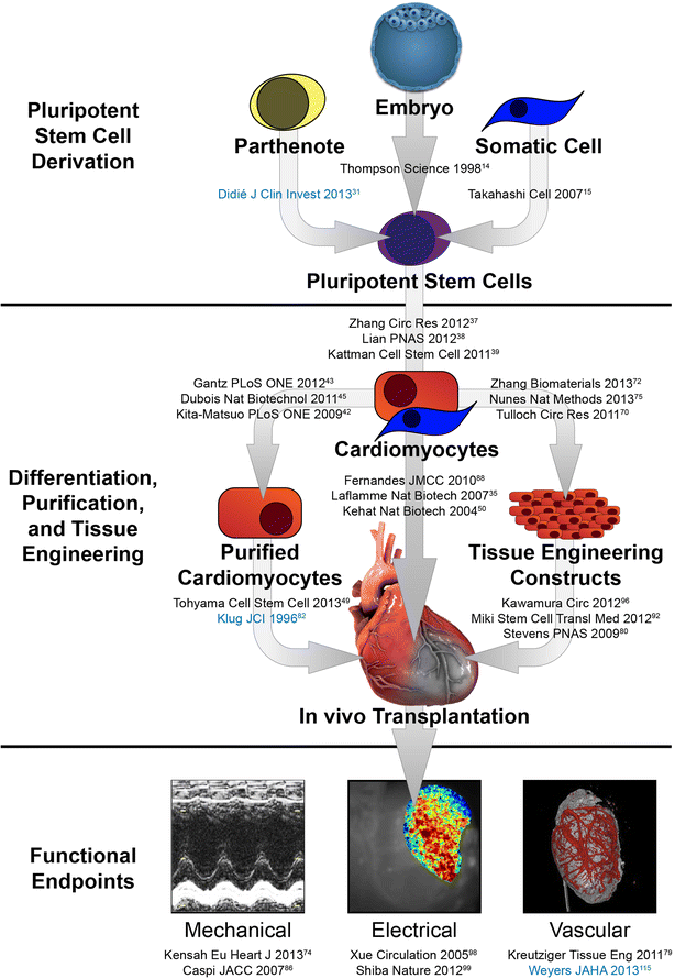 Pluripotent Stem Cell Derived Cardiomyocytes for Cardiac Repair ...