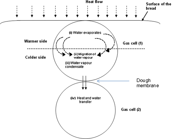 Computational Fluid Dynamics (CFD) Modeling for Bread Baking Process—A Review | SpringerLink