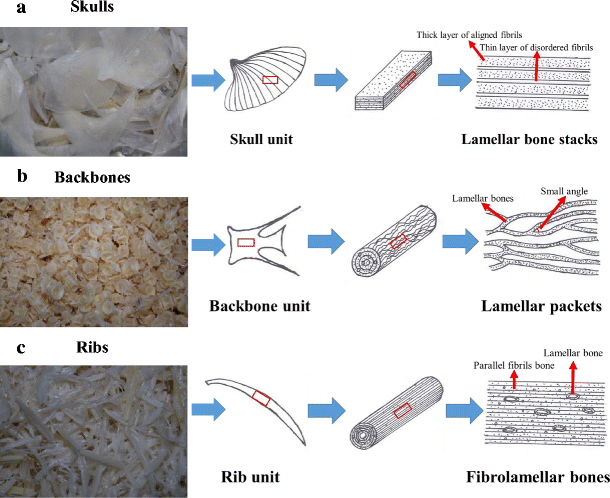 Size Reduction and Calcium Release of Fish Bone Particles During ...