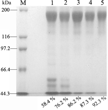 Chicken Egg Yolk Antibody (IgY) Controls Solobacterium moorei Under In ...