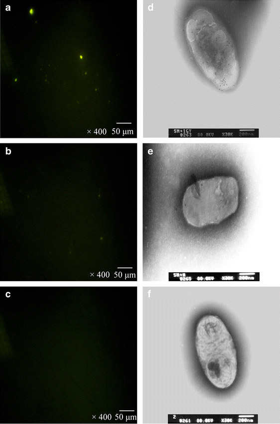 Chicken Egg Yolk Antibody (IgY) Controls Solobacterium moorei Under In ...