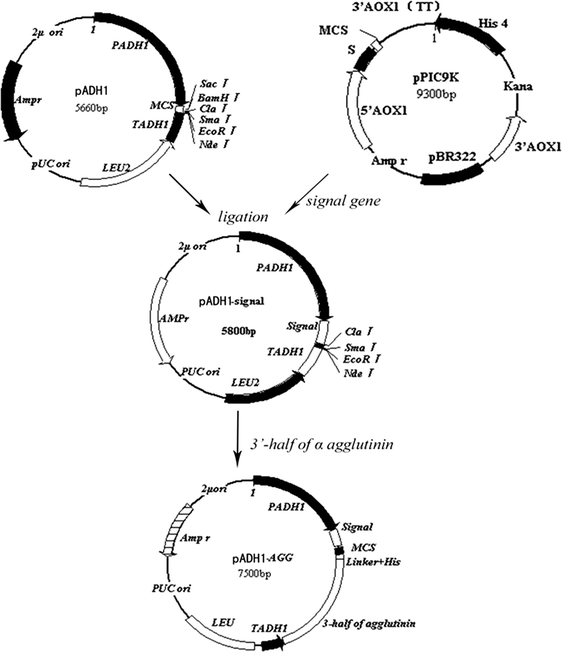 Surface Display of Malolactic Enzyme from Oenococcus oeni on ...