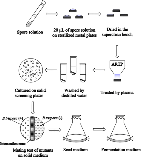 Mutation Breeding of Lycopene-Producing Strain Blakeslea Trispora by a ...