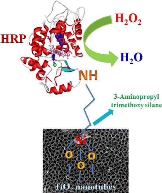 Immobilization of Horseradish Peroxidase Enzyme on Nanoporous Titanium ...