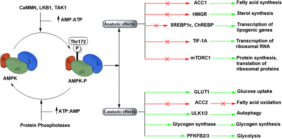 Adenosine Monophosphate-Activated Protein Kinase (AMPK) as a Diverse Therapeutic Target: A ...