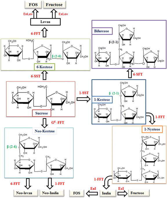 Prebiotic Oligosaccharides: Special Focus on Fructooligosaccharides ...