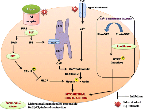 Calcium Channels, Rho-Kinase, Protein Kinase-C, and Phospholipase-C ...