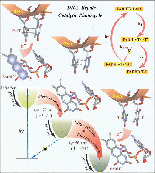Femtochemistry in enzyme catalysis: DNA photolyase | SpringerLink