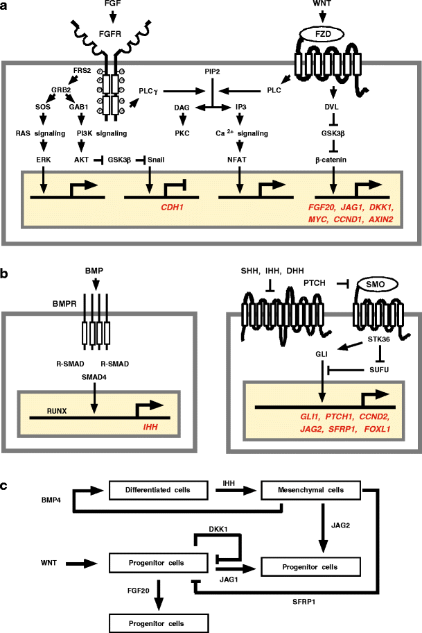 Networking of WNT, FGF, Notch, BMP, and Hedgehog Signaling Pathways ...
