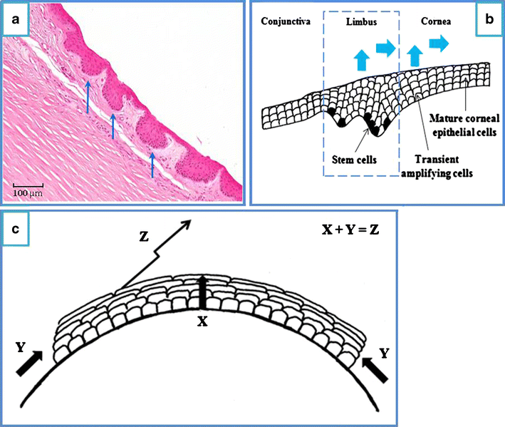 Tissue-Regenerating, Vision-Restoring Corneal Epithelial Stem Cells ...