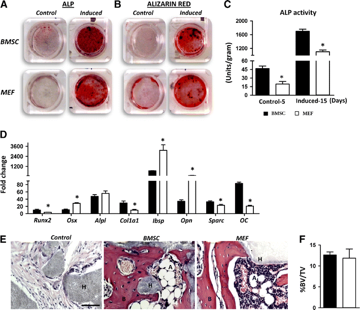 Mouse Embryonic Fibroblasts (MEF) Exhibit a Similar but not Identical ...