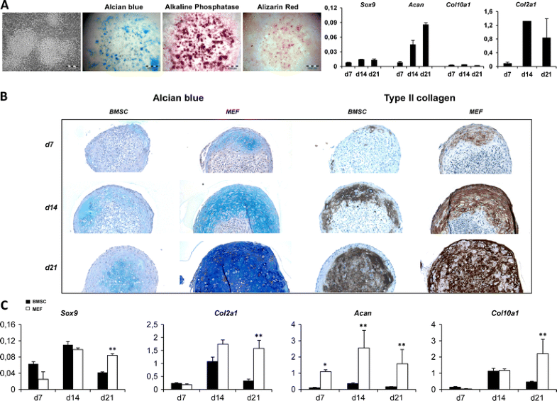 Mouse Embryonic Fibroblasts (MEF) Exhibit a Similar but not Identical ...