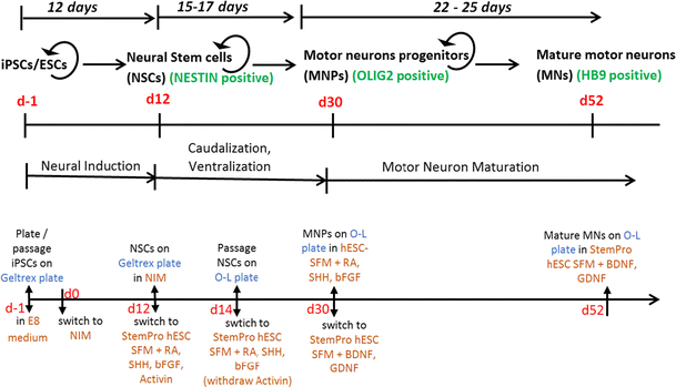Motor Neuron Differentiation from Pluripotent Stem Cells and Other ...