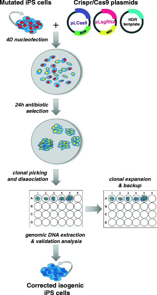 Generation of Isogenic Human iPS Cell Line Precisely Corrected by ...