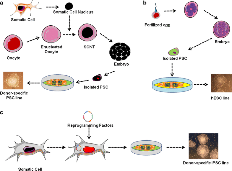 Derivation of Human Induced Pluripotent Stem Cell (iPSC) Lines and ...