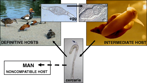 Cercarial Dermatitis, a Neglected Allergic Disease | SpringerLink