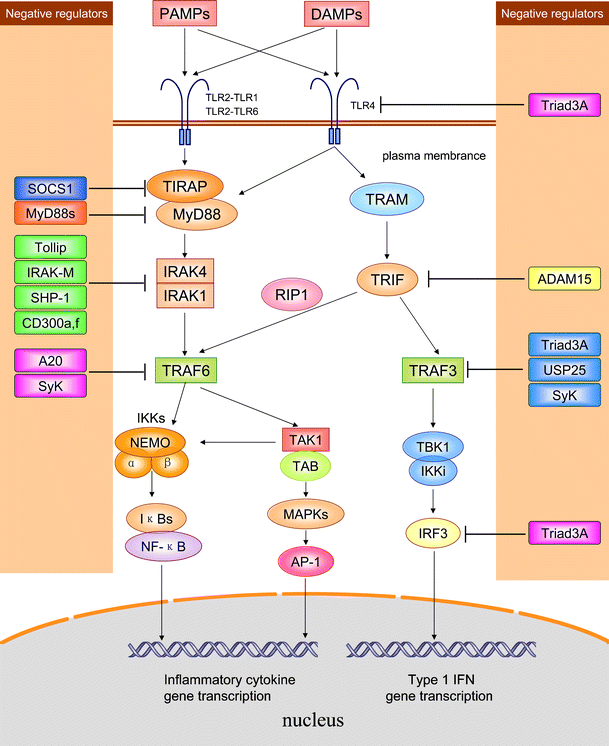 TLR2 and TLR4 in Autoimmune Diseases: a Comprehensive Review | SpringerLink