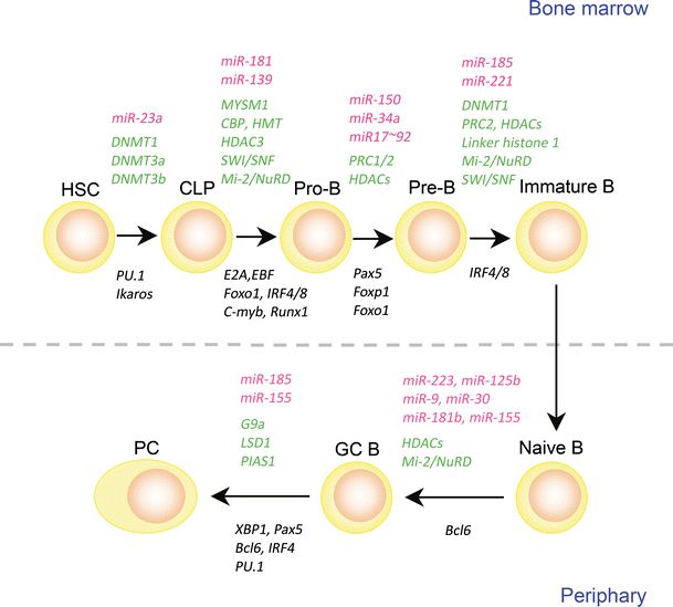 Epigenetic Control of B Cell Development and B-Cell-Related Immune ...