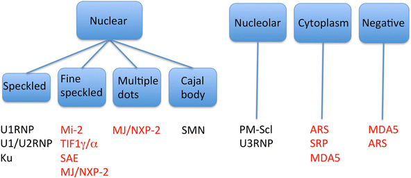A Comprehensive Overview on Myositis-Specific Antibodies: New and Old ...