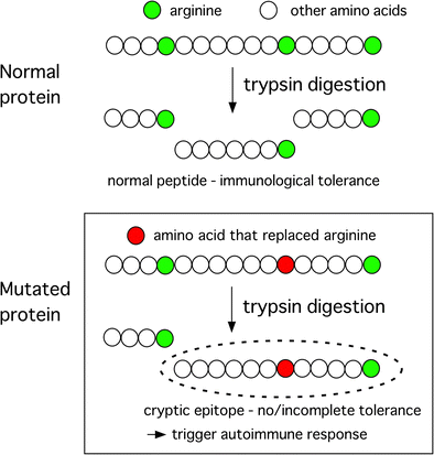 A Comprehensive Overview on Myositis-Specific Antibodies: New and Old ...