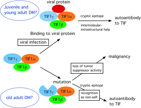 A Comprehensive Overview on Myositis-Specific Antibodies: New and Old ...
