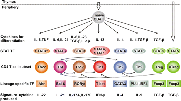 The Role of STAT Signaling Pathways in the Pathogenesis of Systemic ...