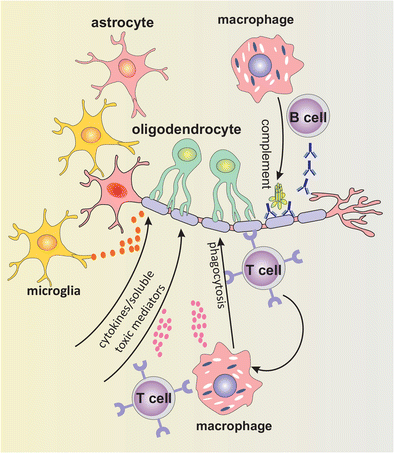 Role of Mast Cells in the Pathogenesis of Multiple Sclerosis and ...