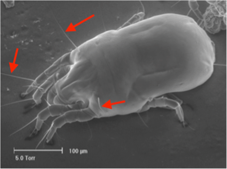 The Role of Dust Mites in Allergy | SpringerLink