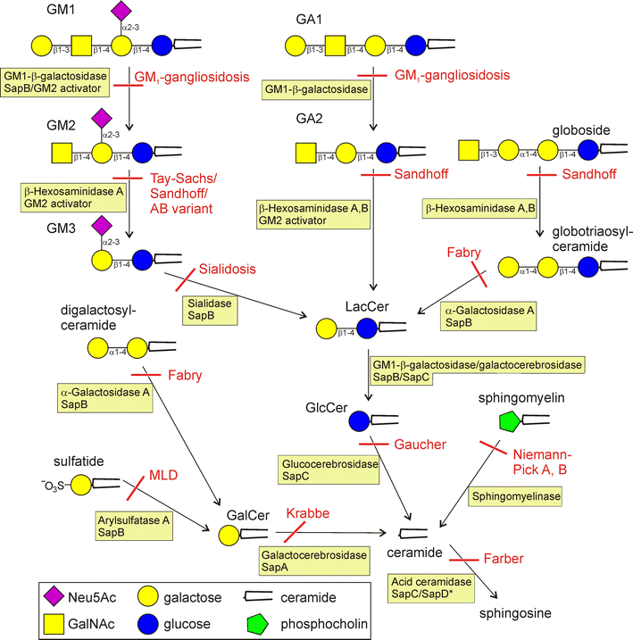 Pathology and Current Treatment of Neurodegenerative Sphingolipidoses ...