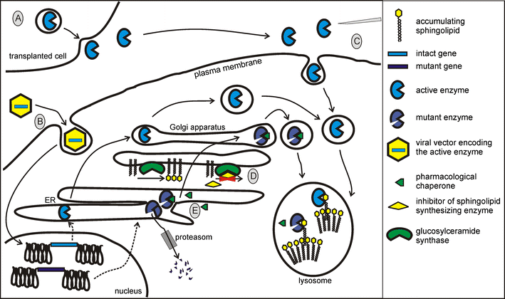 Pathology and Current Treatment of Neurodegenerative Sphingolipidoses ...