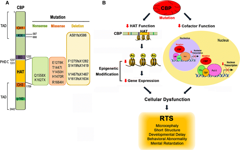 Epigenetic Mechanisms of Rubinstein–Taybi Syndrome | SpringerLink