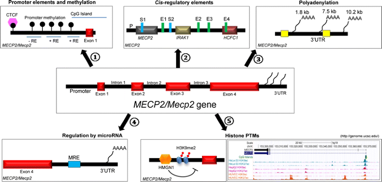 Rett Syndrome and MeCP2 | SpringerLink