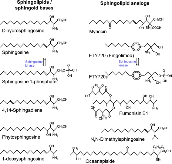 Biological Effects of Naturally Occurring Sphingolipids, Uncommon ...