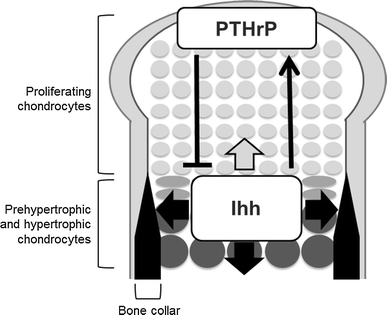 PTHrP Action on Skeletal Development: A Key for the Controlled Growth ...
