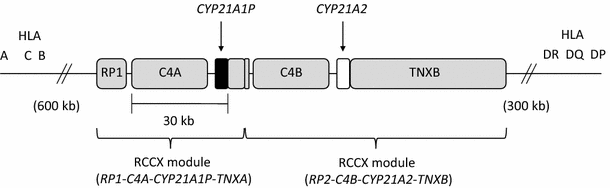 Biochemical and genetic diagnosis of 21-hydroxylase deficiency ...